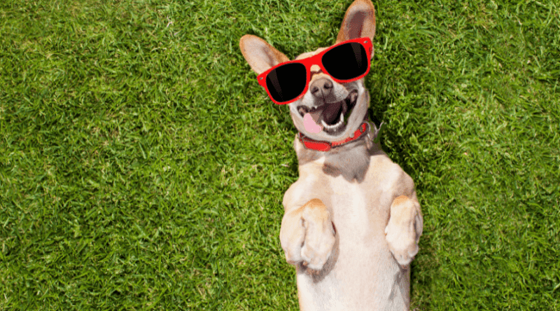 118 Funny Dog Names That Will Make You Laugh VIDEO I Spy Fabulous 118-funny-dog-names-that-will-make-you-laugh-video-i-spy-fabulous