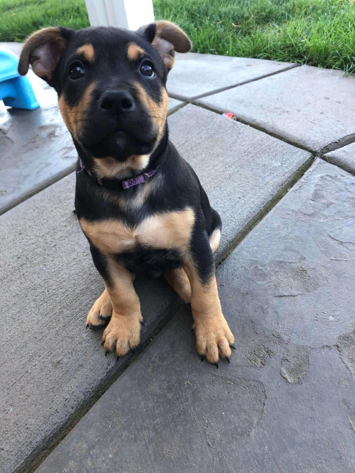 180 Cute Boy Dog Names For Your New Best Friend! - I Spy Fabulous