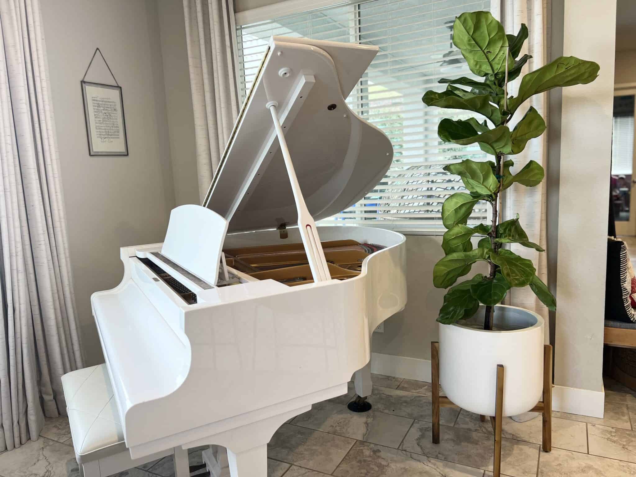 7 Houseplants I’m Buying This Year & What I’m Naming Them - I Spy Fabulous